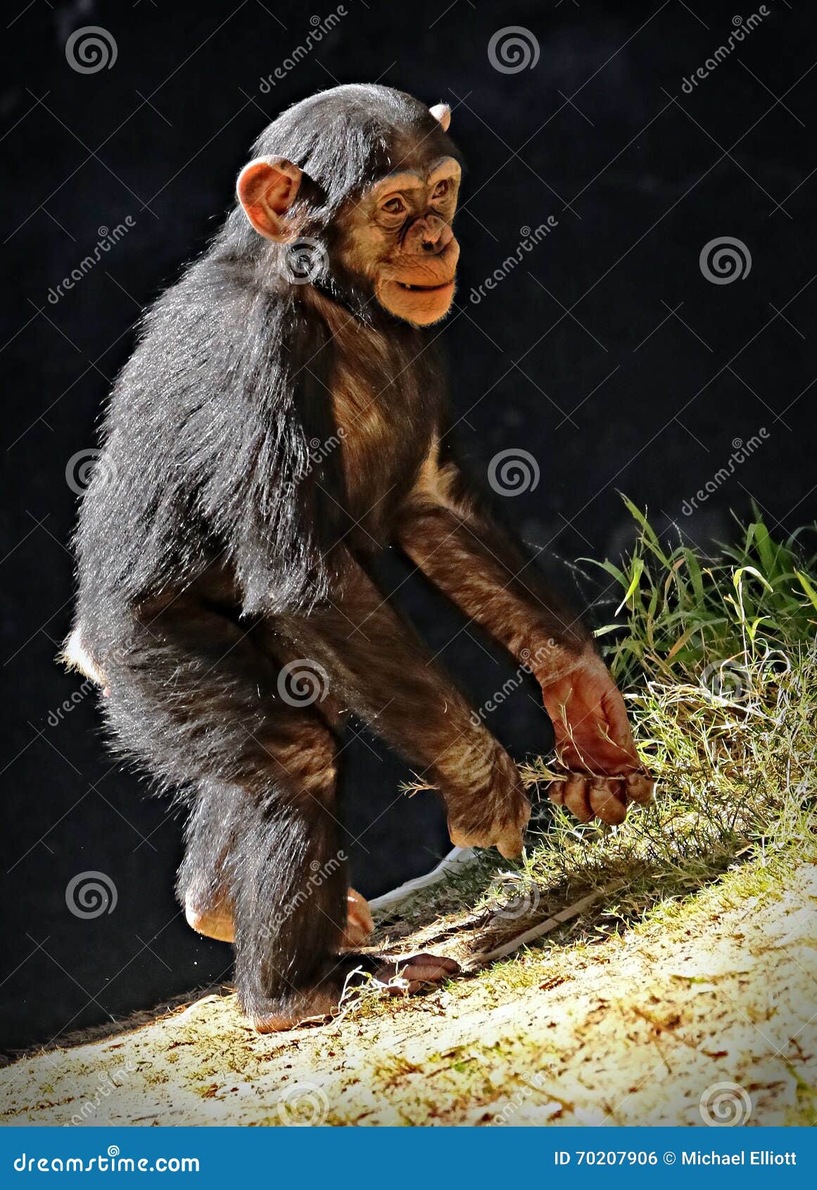 Chimpanzee stock photo. Image of dark, limbs, cute, hands - 70207906