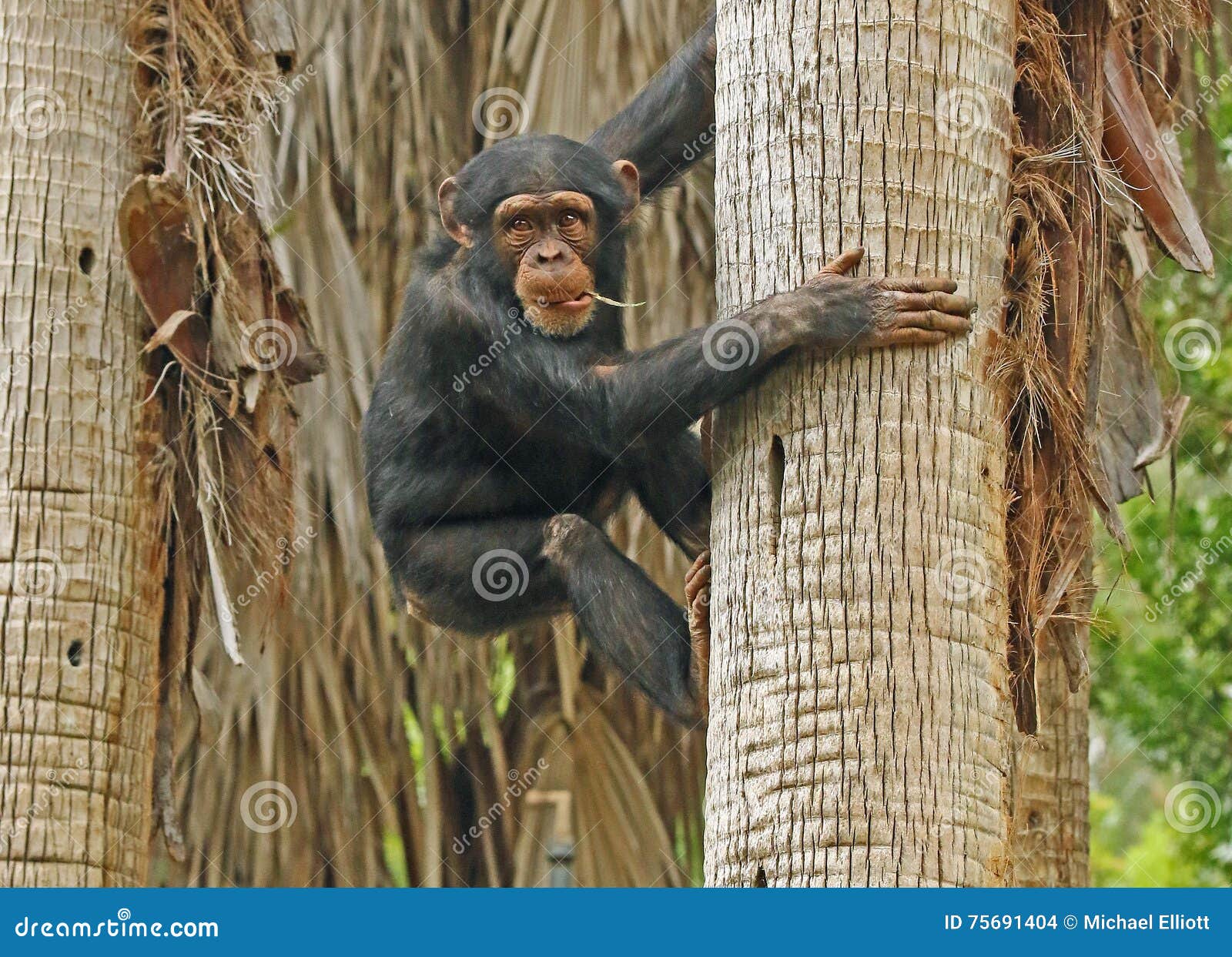 Lazy Chimp Stock Photography | CartoonDealer.com #19598006