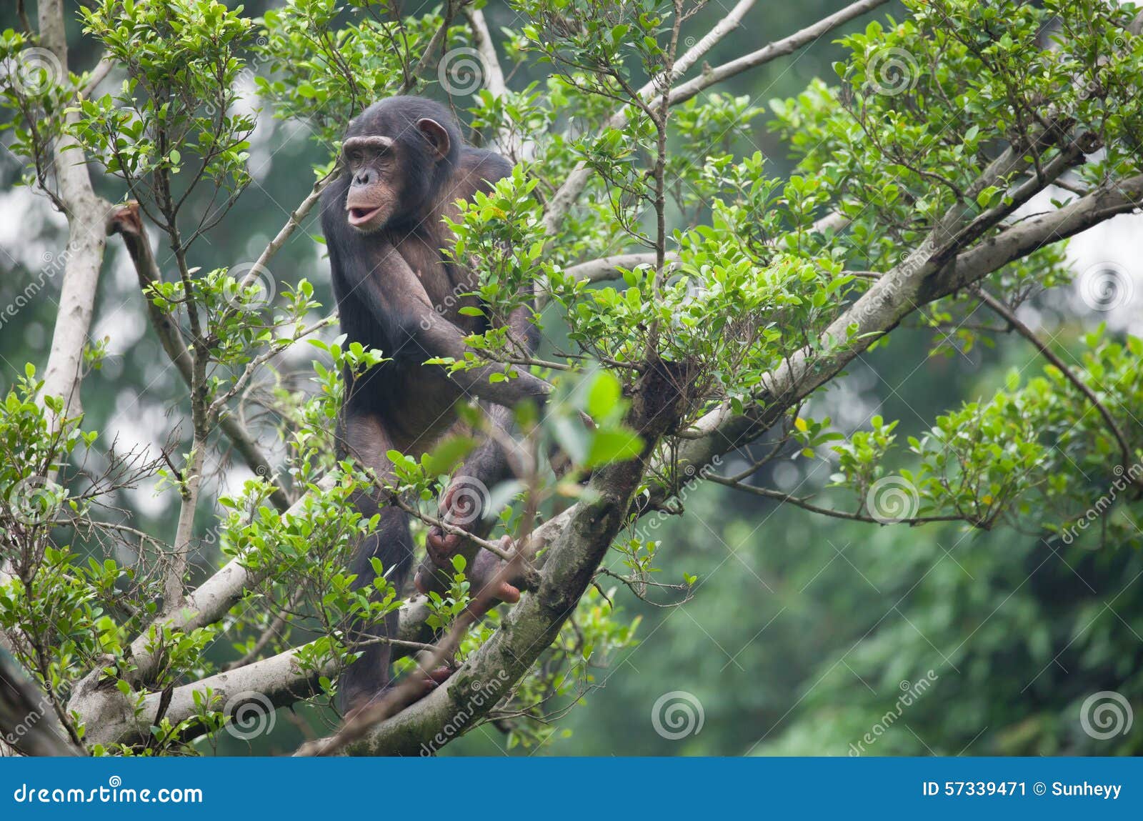 Chimpanzee stock image. Image of tree, green, black, natural - 57339471