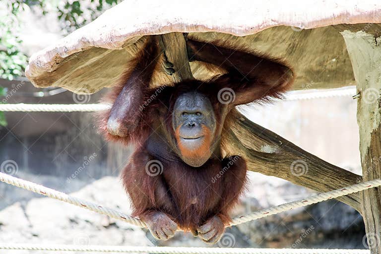 Chimpanzee stock photo. Image of chips, chimp, amused - 61233676
