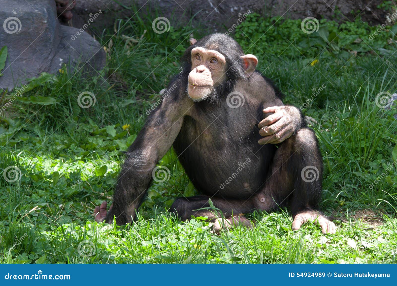 Chimpanzee stock image. Image of nature, chimpanzee, sitting - 54924989