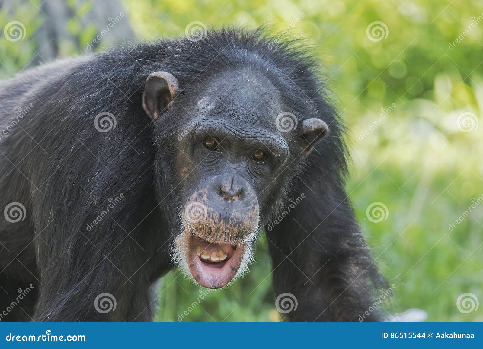 Chimpanzee stock photo. Image of plant, chimpanzee, sunny - 86515544