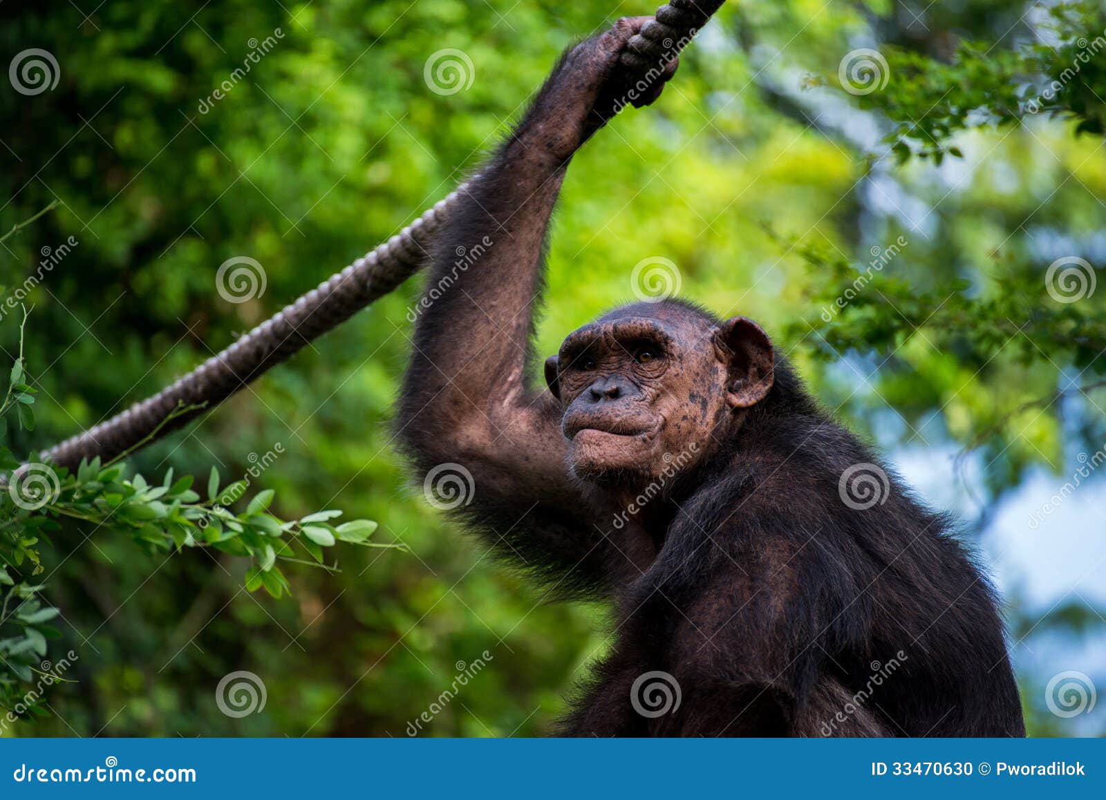 Chimpanzee stock photo. Image of wild, trees, black, bald - 33470630