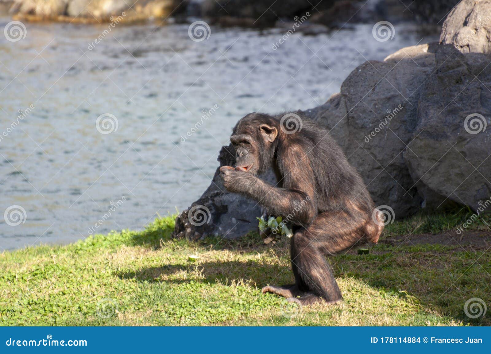 Chimpanzee at the zoo stock photo. Image of tail, individual - 178114884
