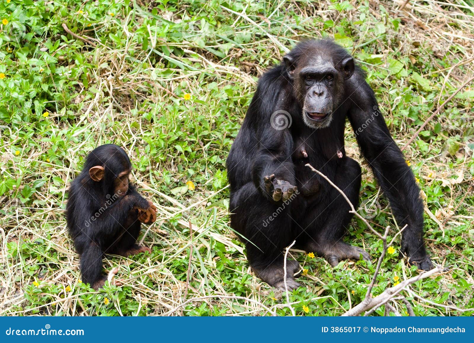 Chimpanzees stock image. Image of hungry, emtion, baby - 3865017