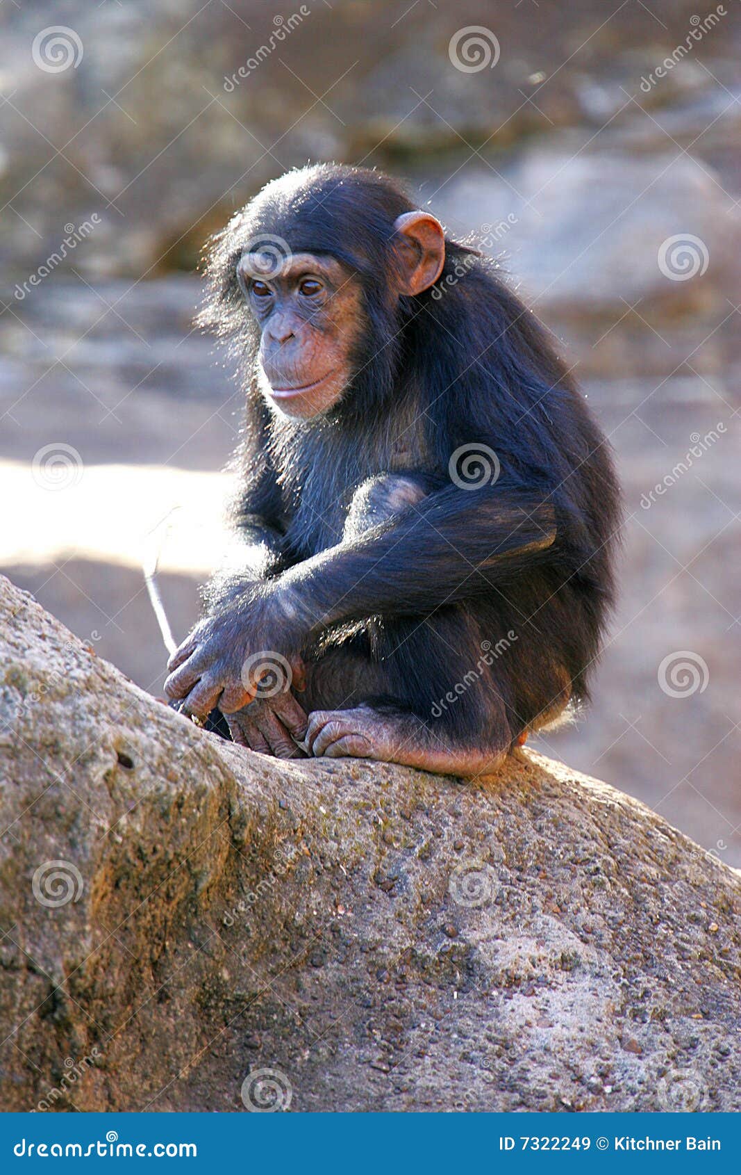 Chimpanzees stock image. Image of wildlife, primates, monkey - 7322249