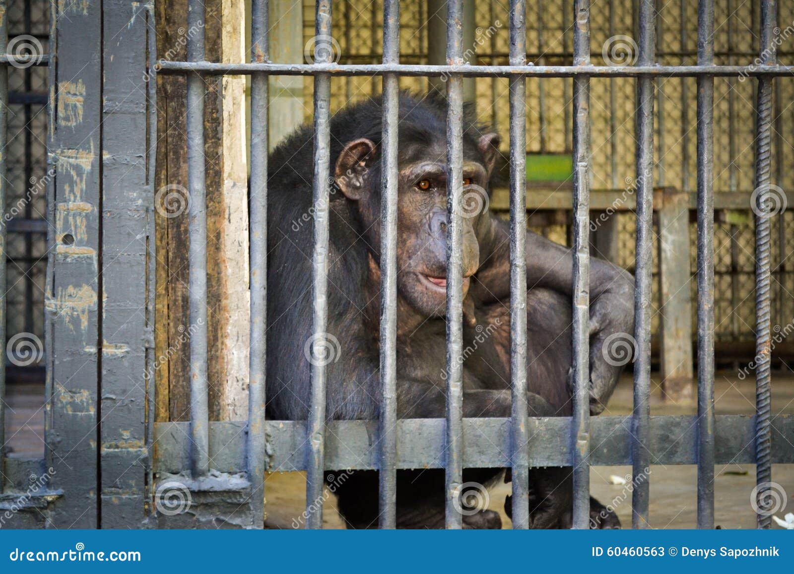 Chimpanzees in a cage stock image. Image of primate, black - 60460563