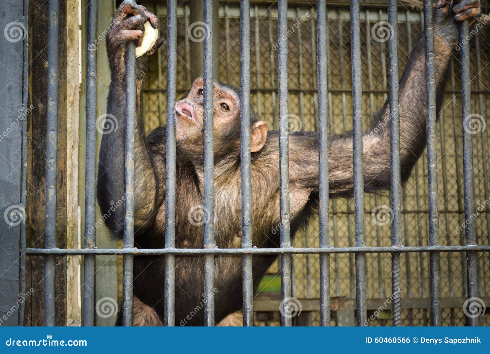 Chimpanzees in a cage stock photo. Image of hand, gorilla - 60460566
