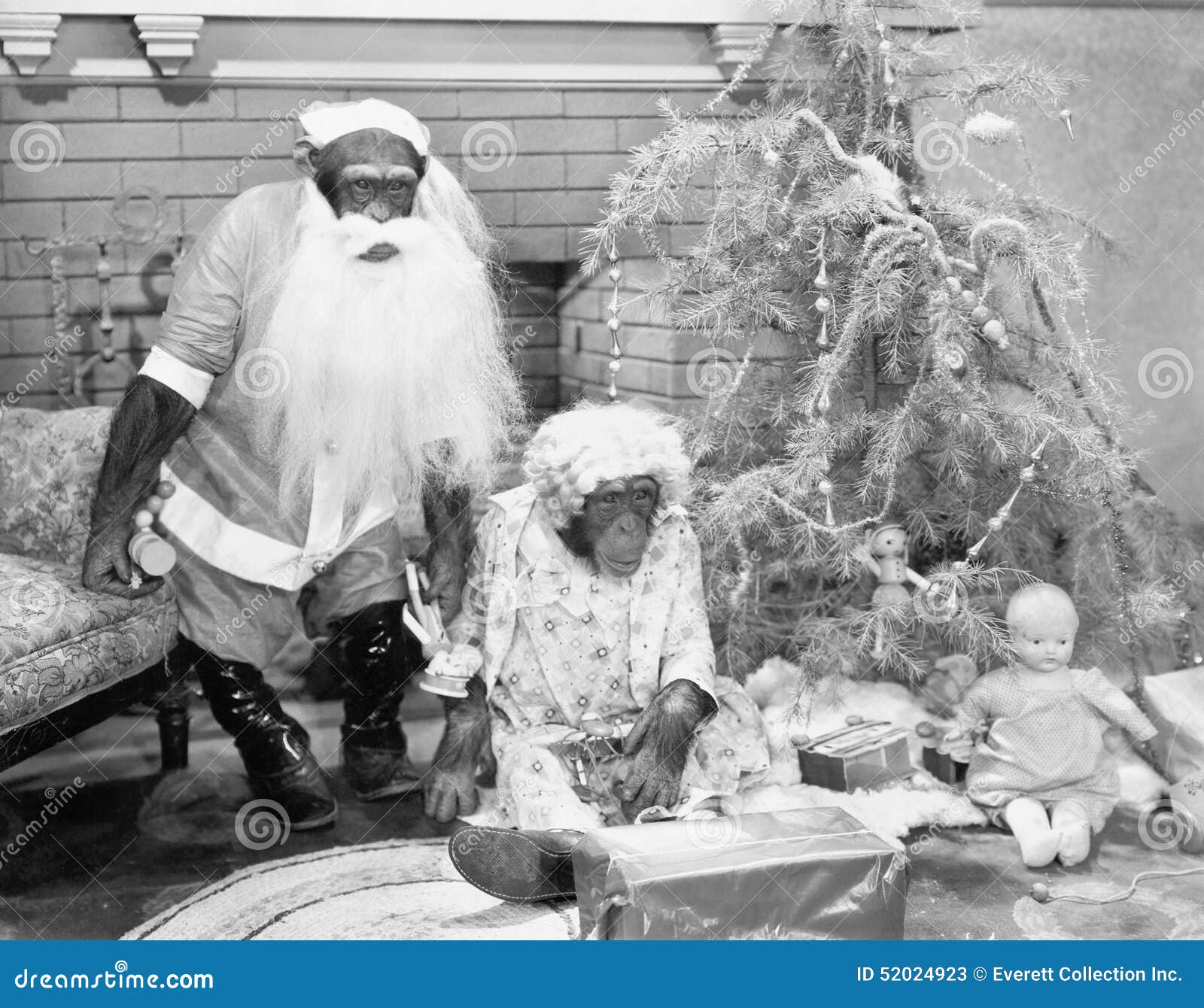 Chimpanzees Celebrating Christmas Stock Image - Image of bygone ...