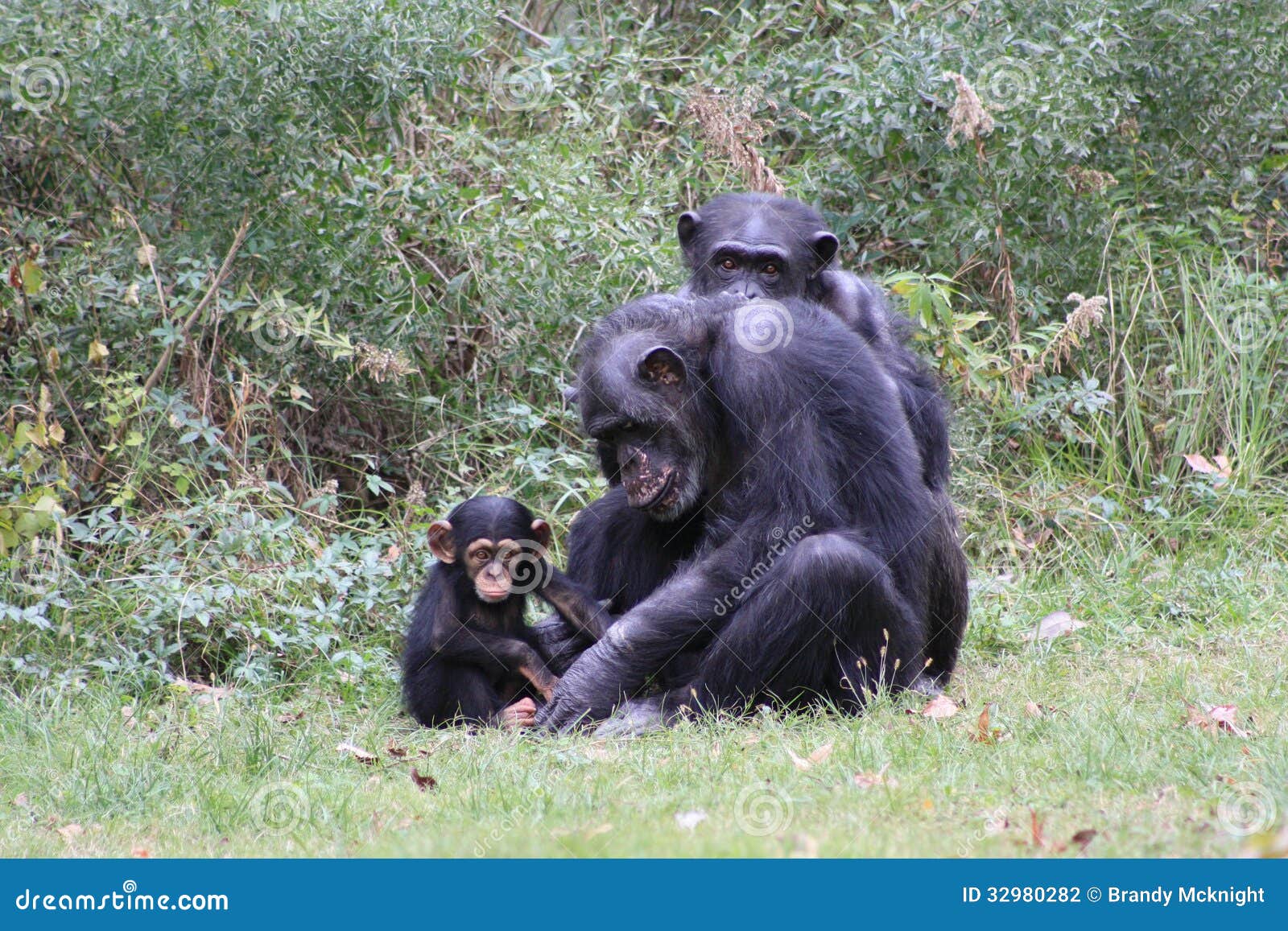 Chimpanzees stock photo. Image of black, brown, relax - 32980282