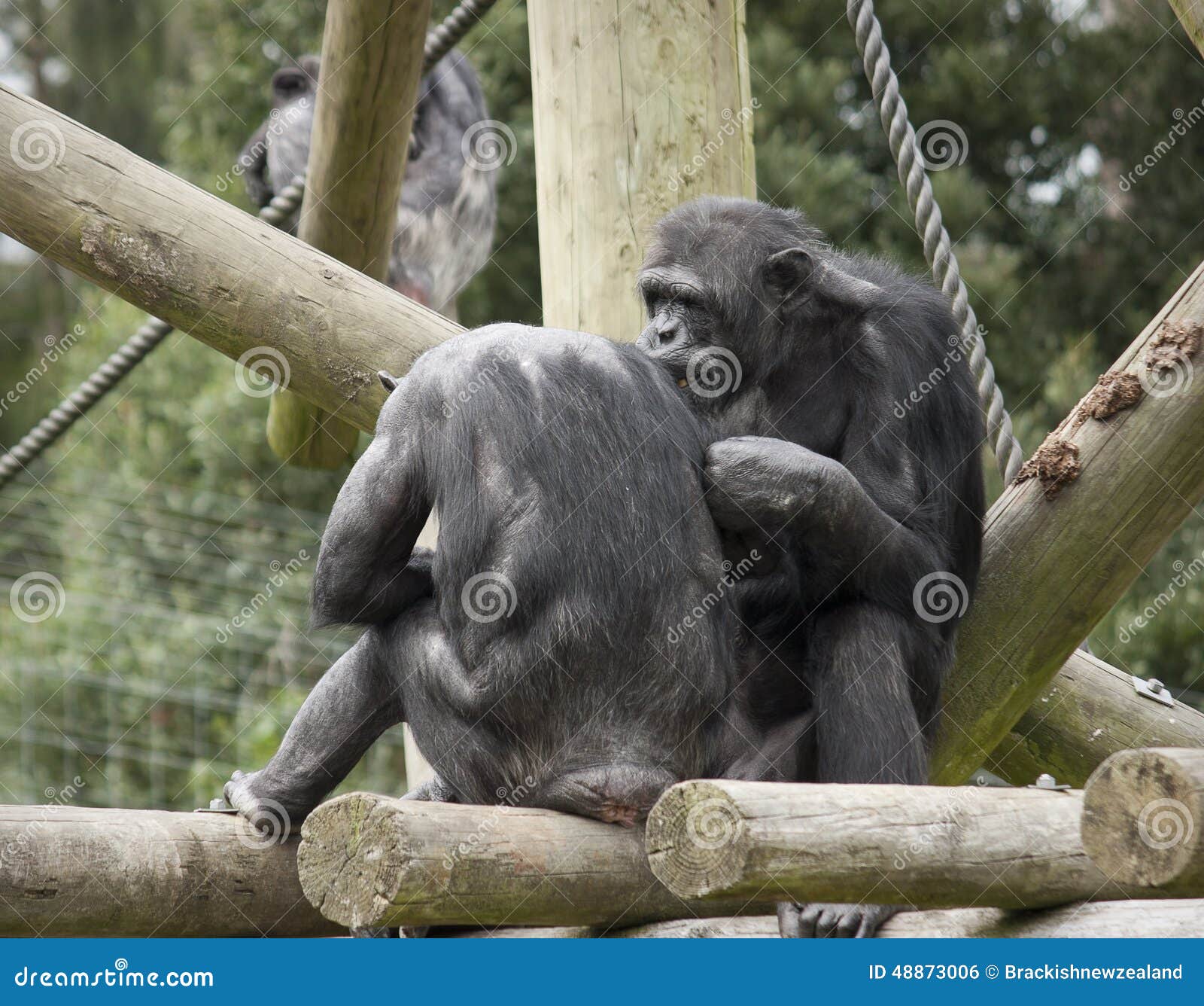 Chimpanzees stock photo. Image of primate, animal, chimps - 48873006 Chimpanzees stock photo. Image of primate, animal, chimps - 48873006