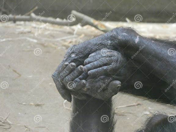 Chimpanzees holding hands stock image. Image of mammal - 298231069