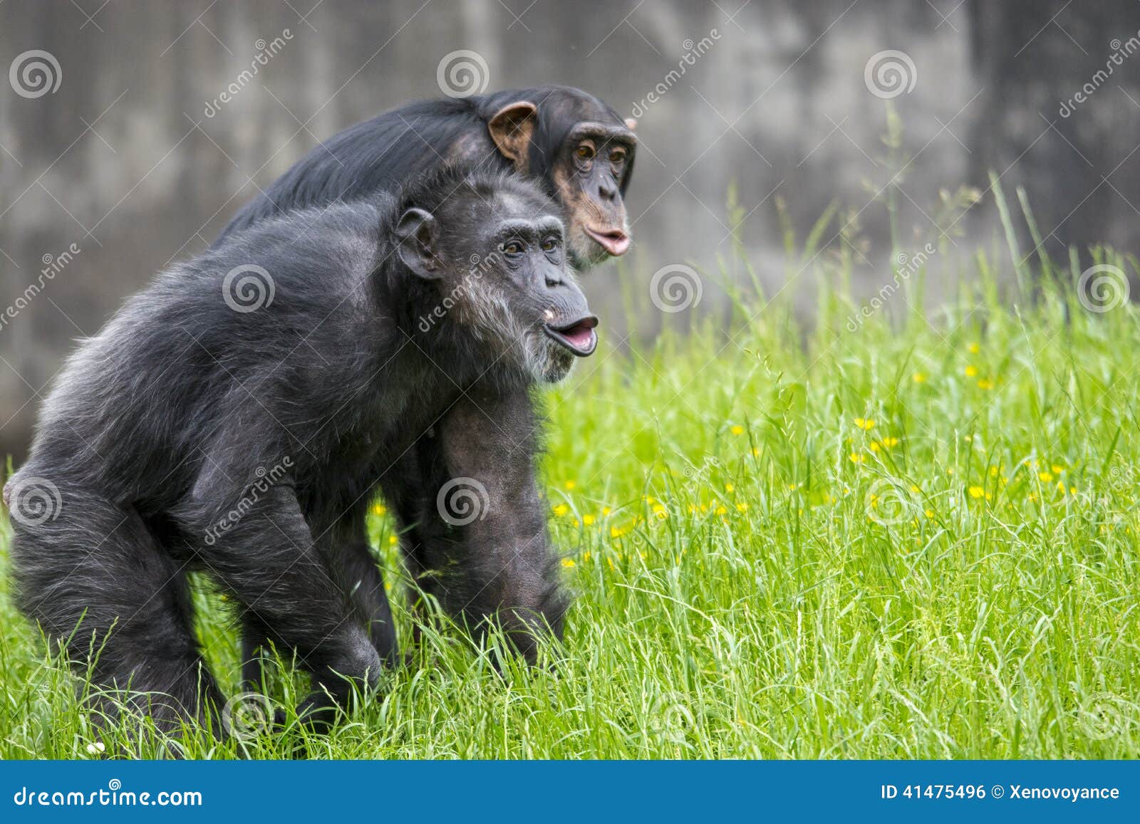 Chimpanzees howling stock photo. Image of together, chimpanzee - 41475496
