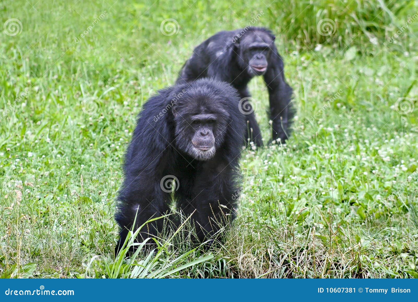 Chimpanzees Playing Follow the Leader Stock Image - Image of leader ...