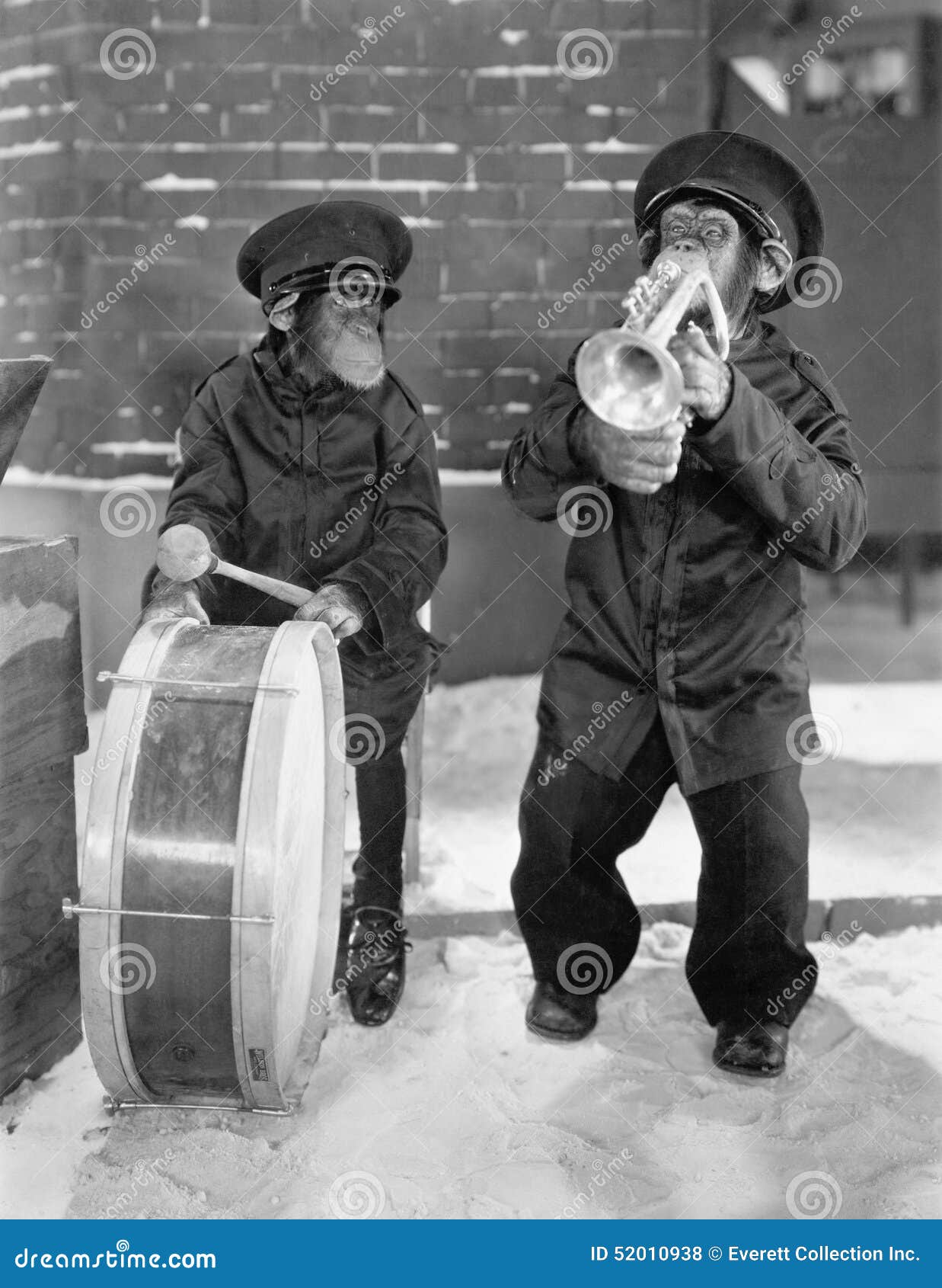 Chimpanzees playing music editorial stock photo. Image of entertainment ...