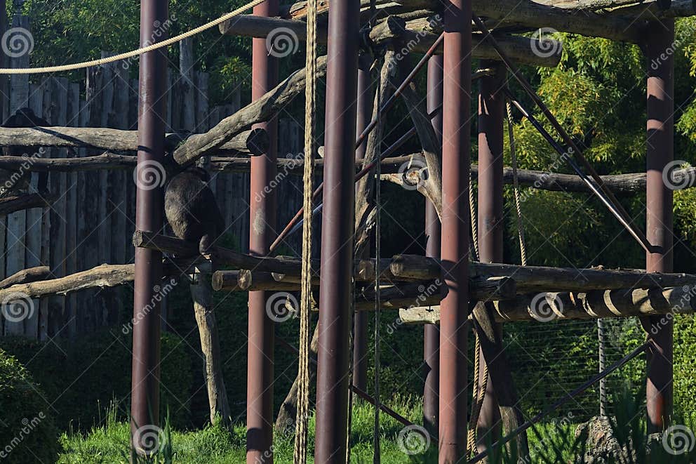 Chimpanzees Sitting on a Structure Stock Image - Image of animals ...