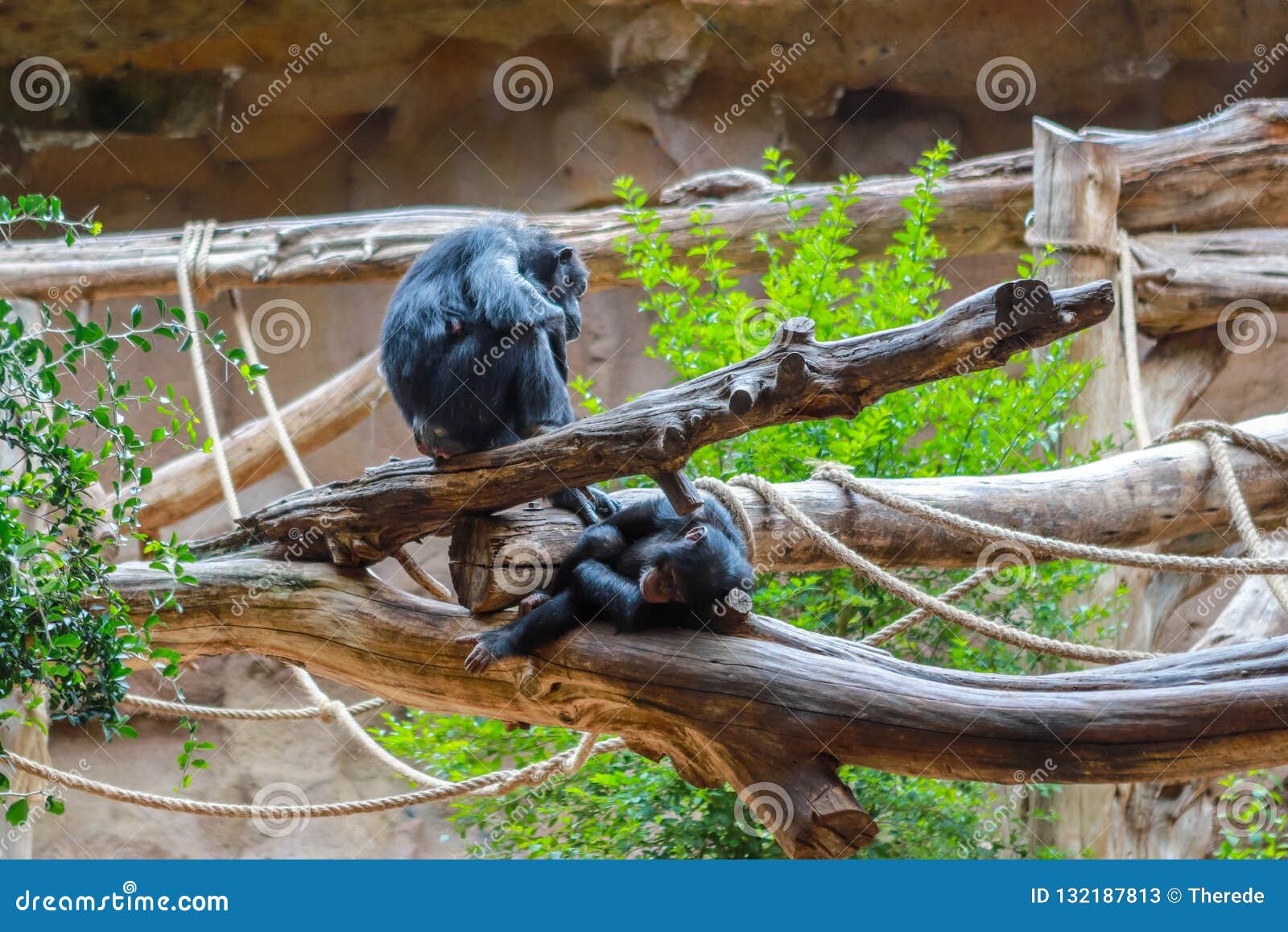 Chimpanzees on Tree in the Zoo Stock Image - Image of beautiful ...