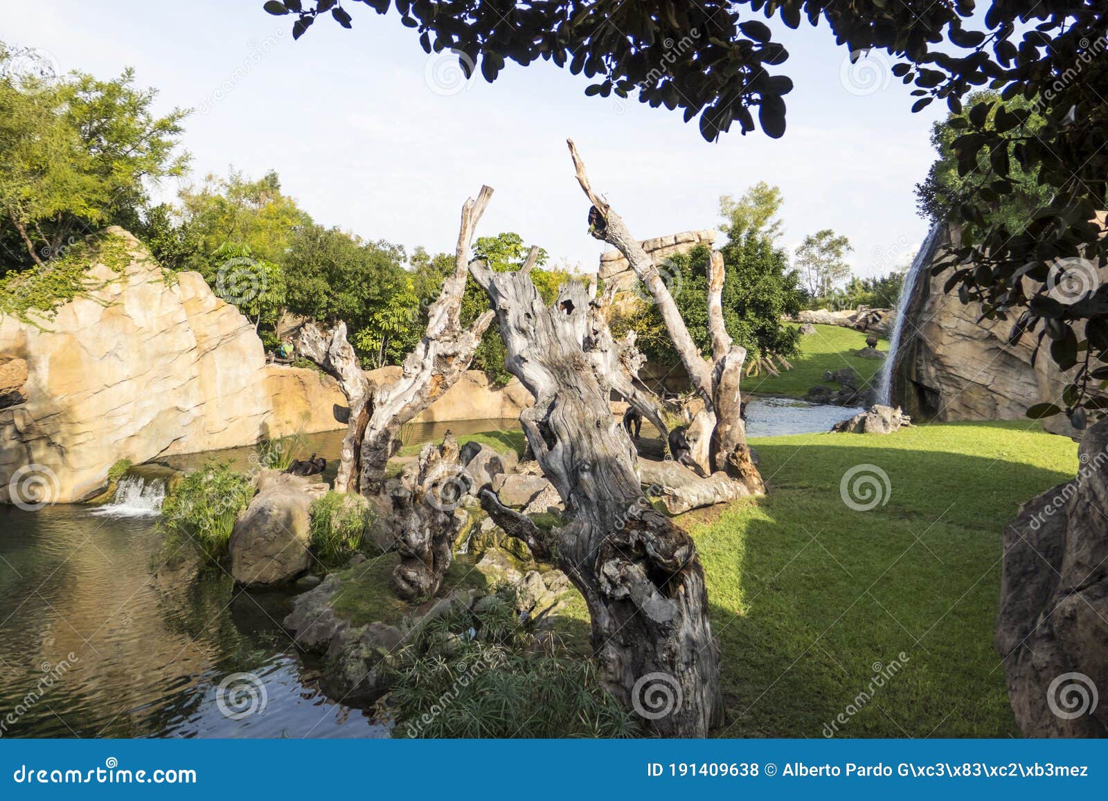 Chimpanzees in the Trees in a Zoo Stock Photo - Image of graphic ...
