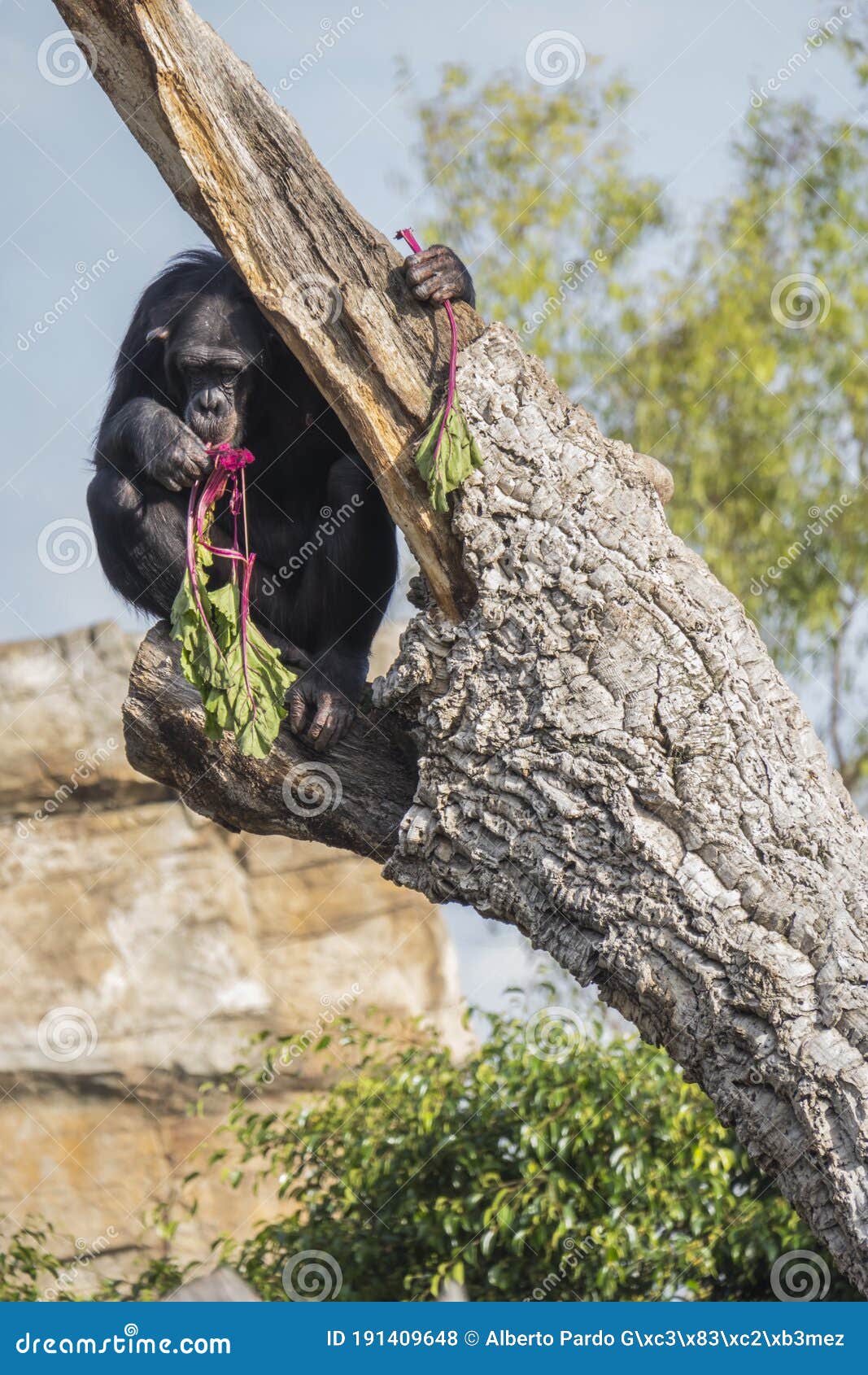 Chimpanzees in the Trees in a Zoo Stock Photo - Image of brown, happy ...