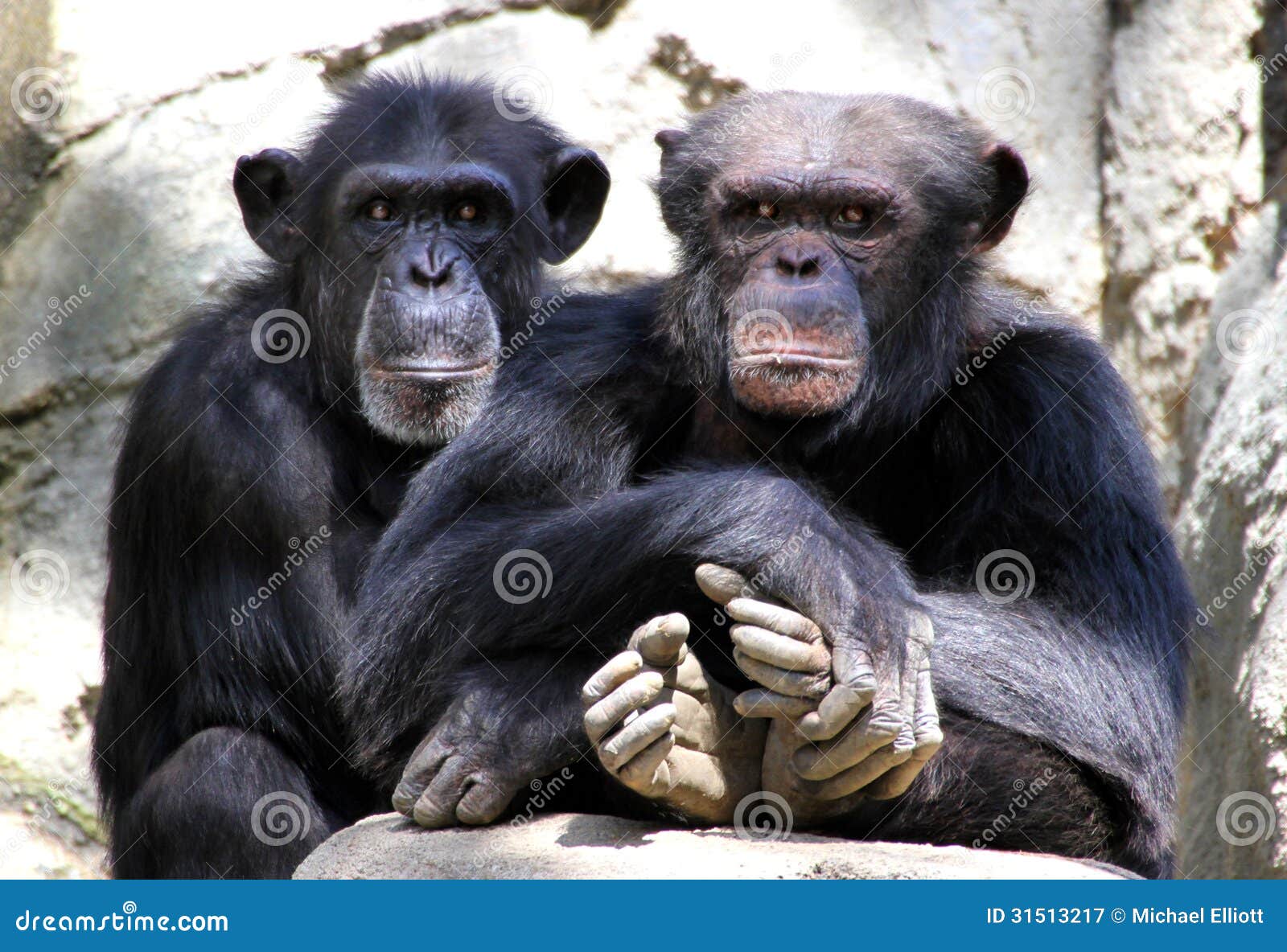 Chimpanzee feet - rodenprocess