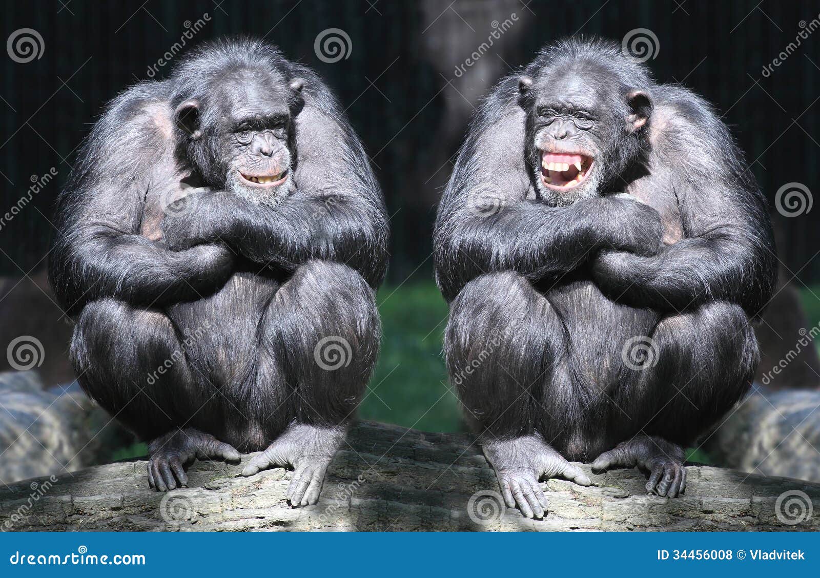 The Chimpanzees. stock photo. Image of orangutang, intelligence - 34456008