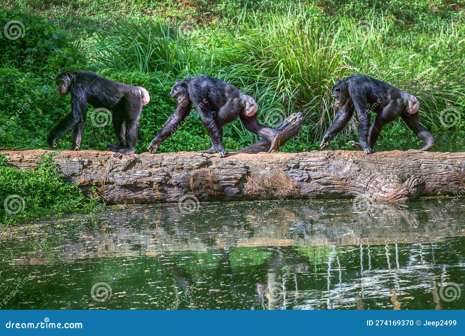 Chimpanzees Walk on Timber. Stock Photo - Image of animal, sitting ...