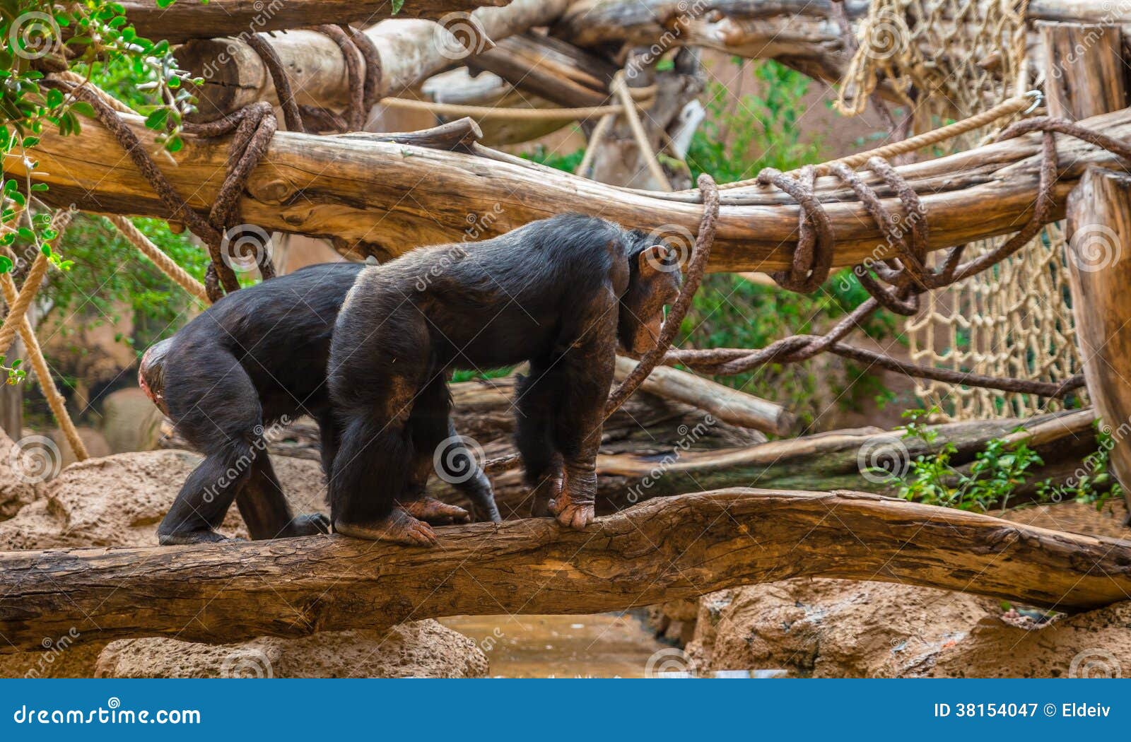 Chimpanzees Walking on a Tree Stock Image - Image of jungle, chimpanzee ...