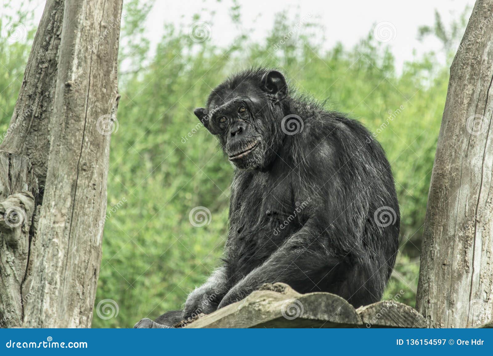 Chimpanzee standing stock image. Image of energy, chimpazee - 136154597