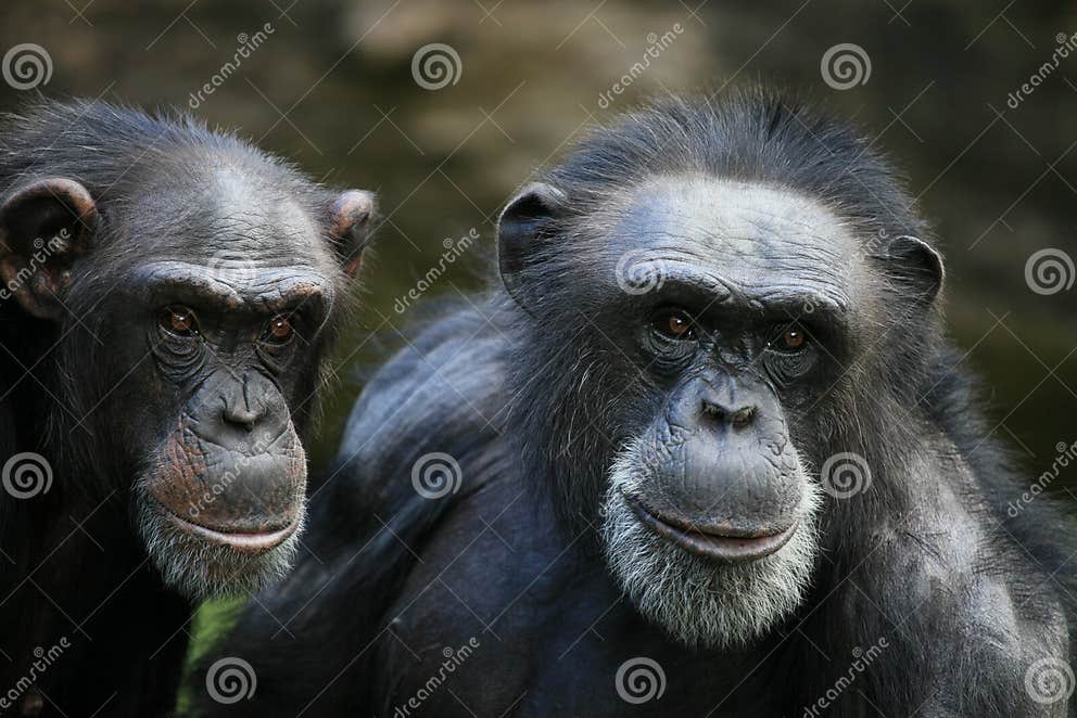 Chimps stock image. Image of funny, wildlife, humor, chimp - 10399787