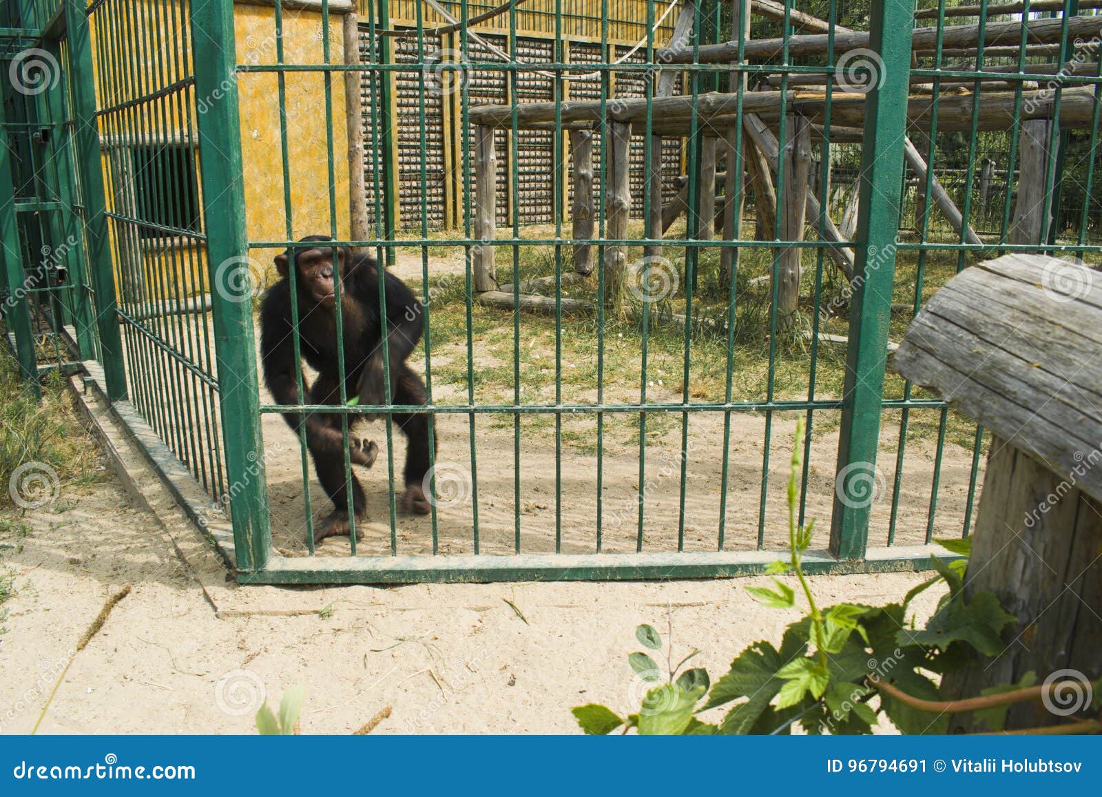 Chimps in a cage stock image. Image of primate, living - 96794691