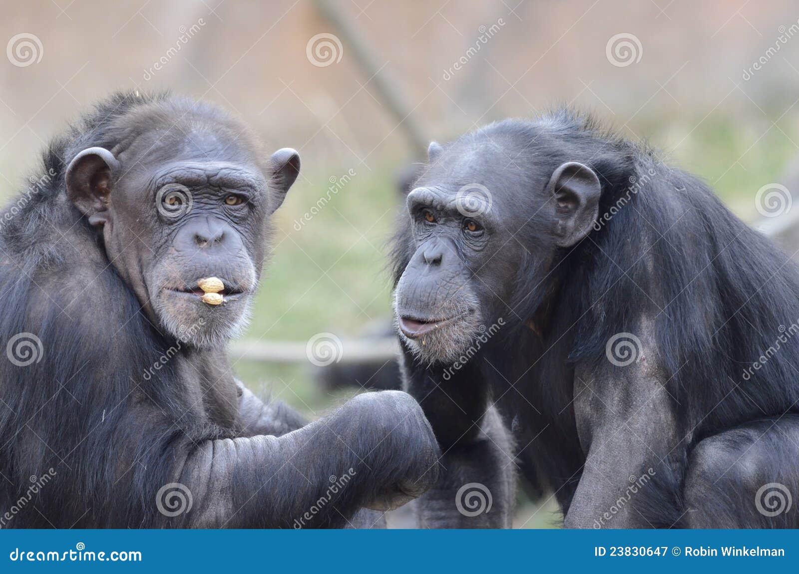Chimps eating peanuts stock image. Image of females, treats - 23830647