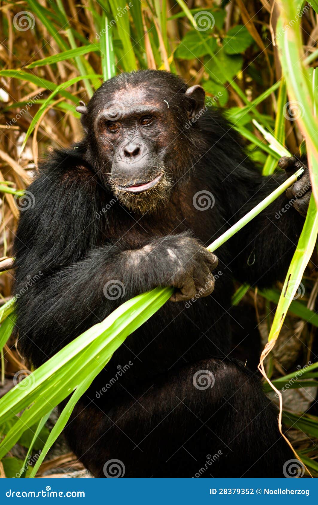 Chimps gone Wild stock photo. Image of rare, chimpanzee - 28379352