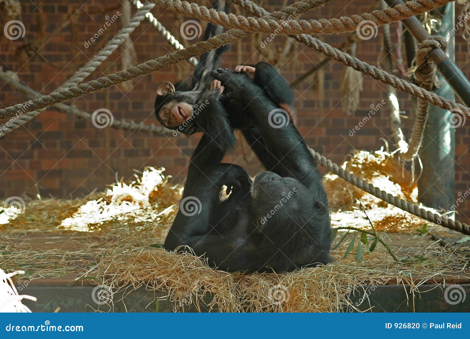 Chimps playing stock photo. Image of love, black, mother - 926820
