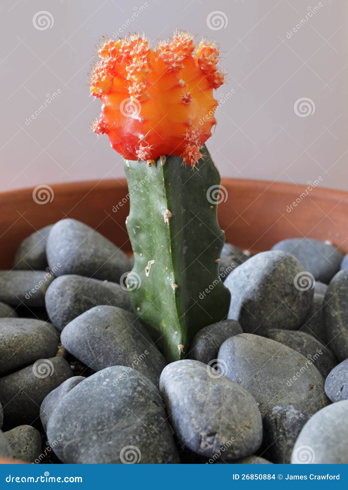 Chin cactus stock photo. Image of moon, houseplant, graft - 26850884