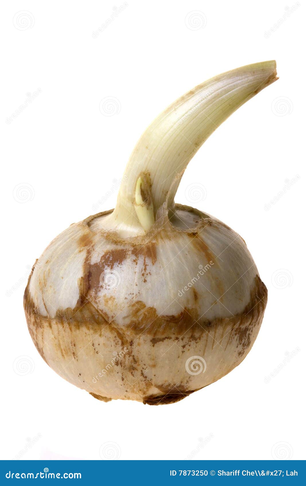 China Arrowhead (Ngaku) Isolated Stock Photo - Image of food, greens ...