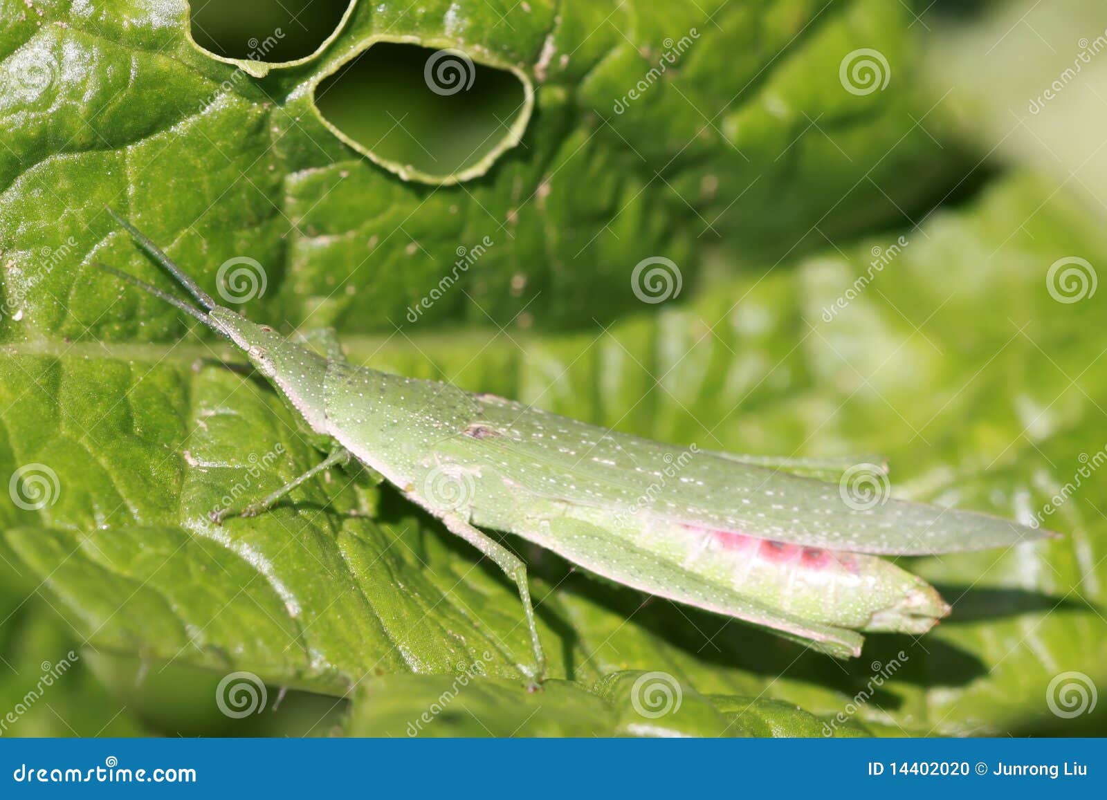 China atractomorpha locust stock photo. Image of negative - 14402020