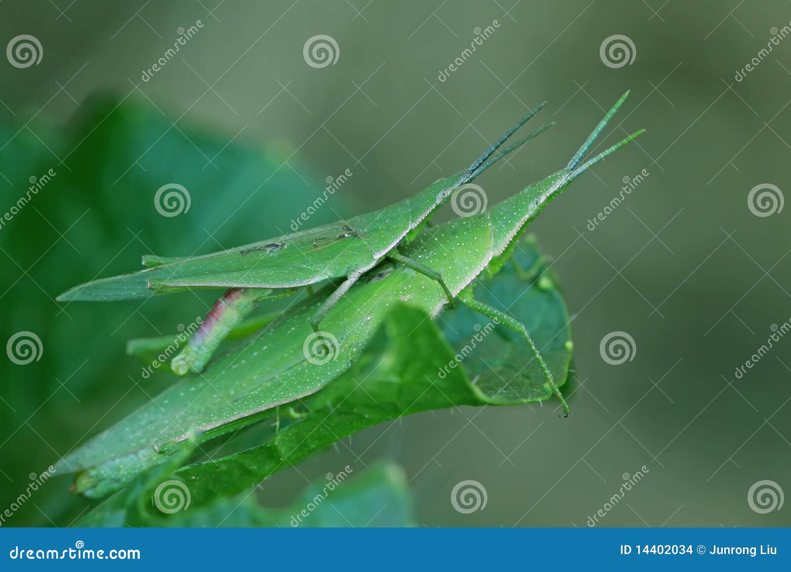 China atractomorpha locust stock photo. Image of negative - 14402034