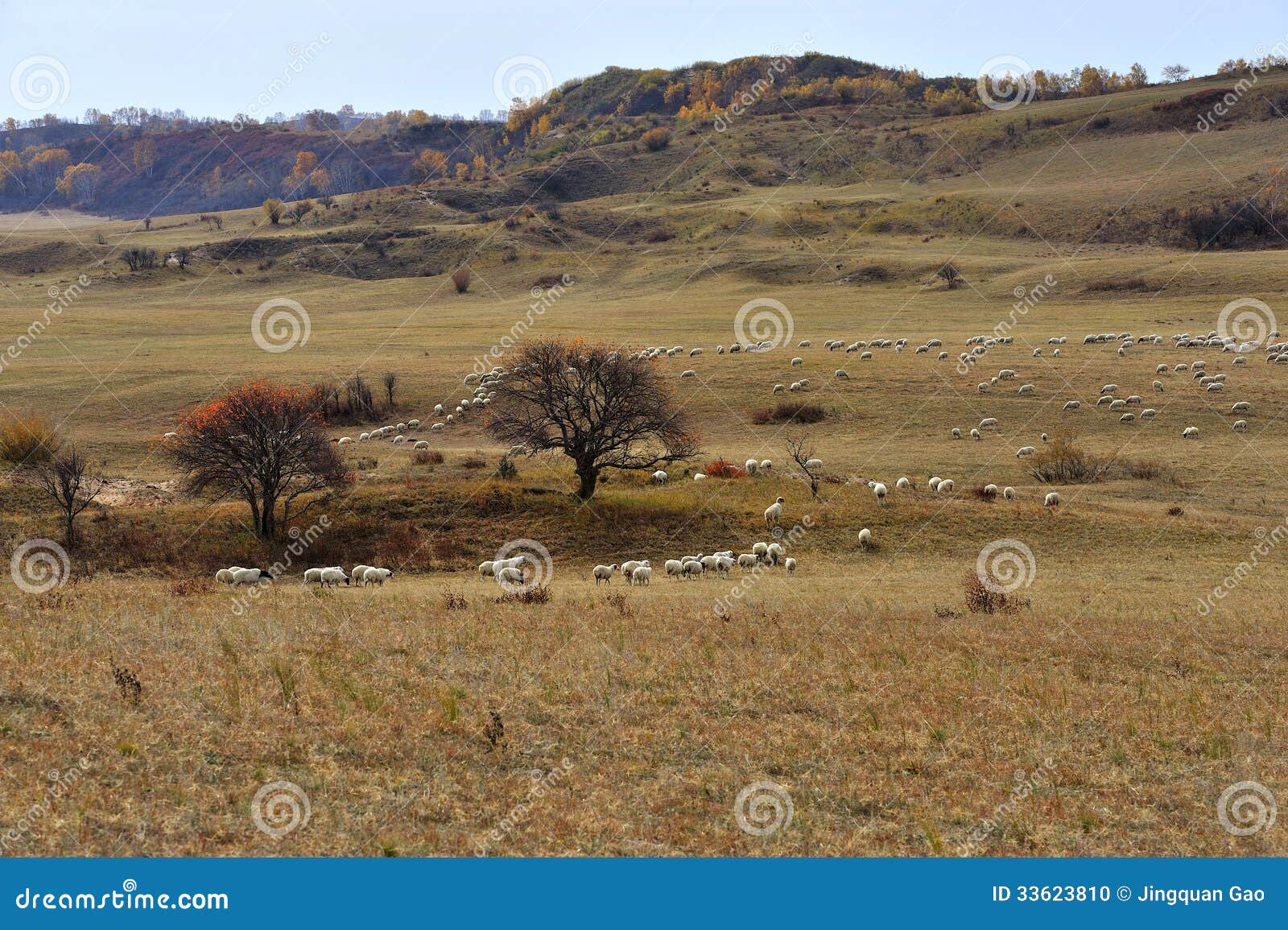 China Bashang Grassland Scenery Stock Photo - Image of high, gras: 33623810