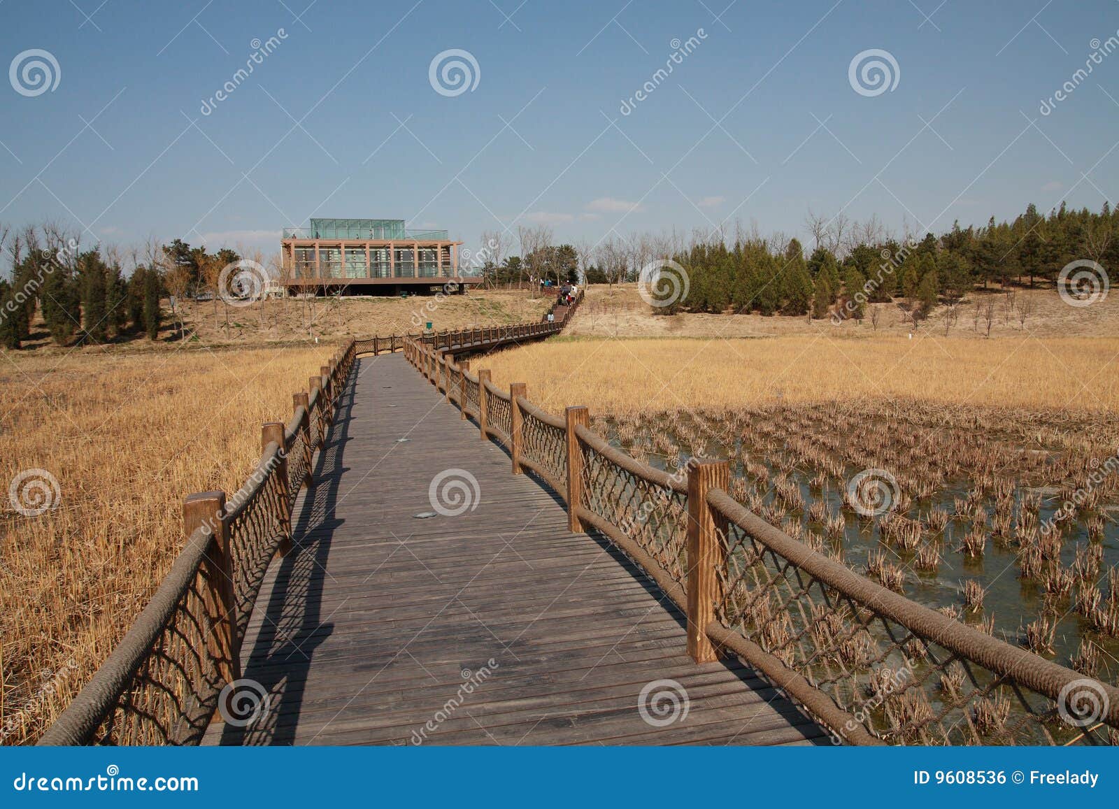 China Beijing Olympic Forest Park Stock Photo - Image of forest, 2008: ...