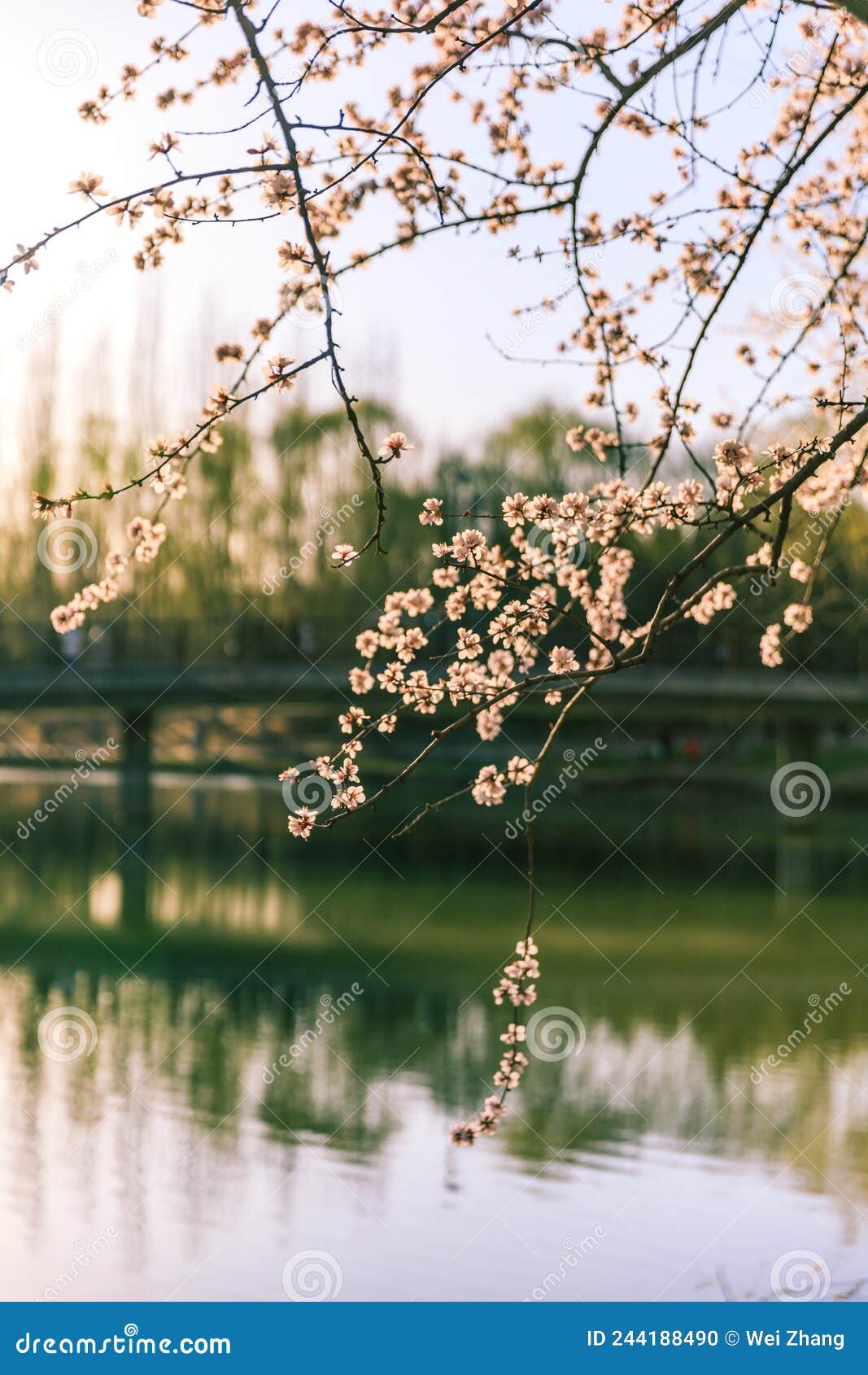 China Beijing Olympic Forest Park Spring View with Flowers Bloom Stock ...