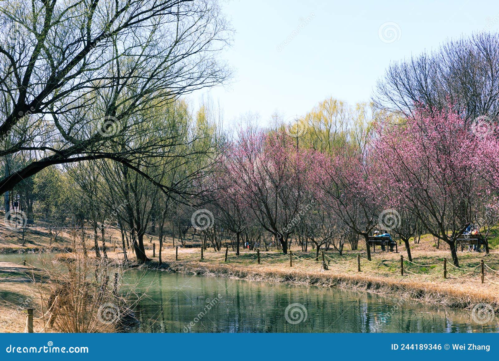 China Beijing Olympic Forest Park Spring View with Flowers Bloom Stock ...