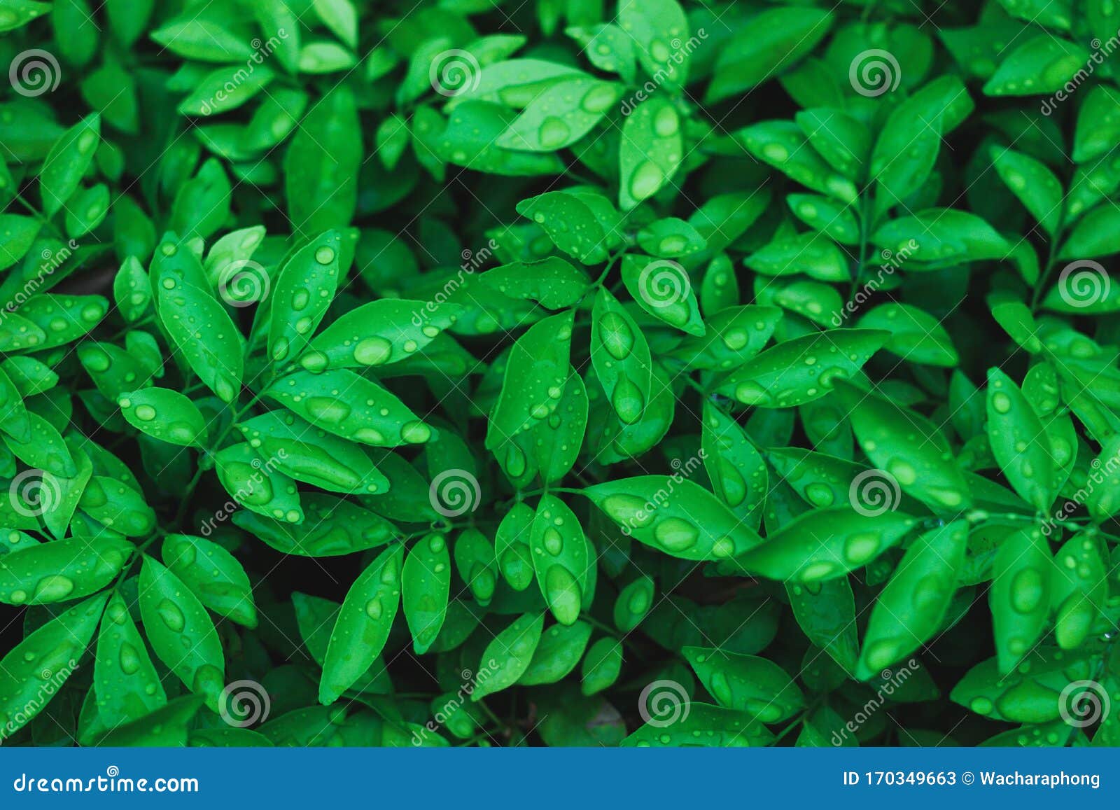 China box-tree stock image. Image of nature, organic - 170349663