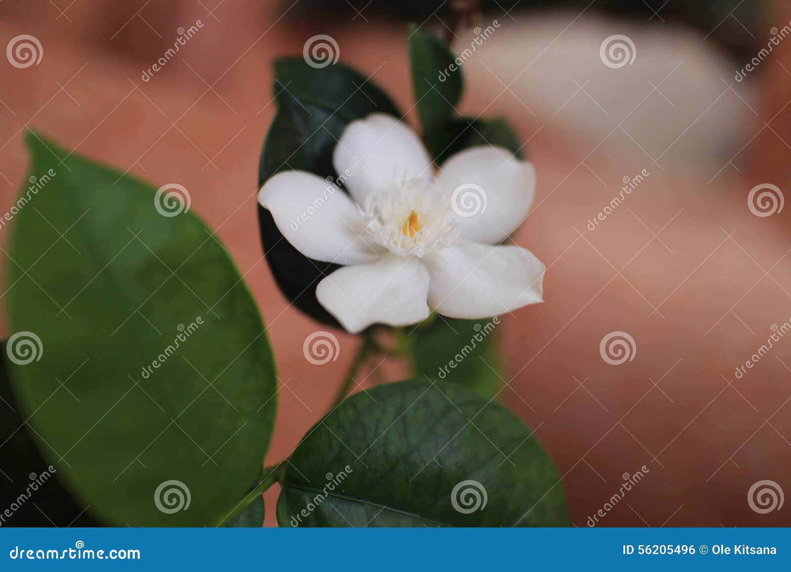 China box tree stock photo. Image of tree, china, leaves - 56205496