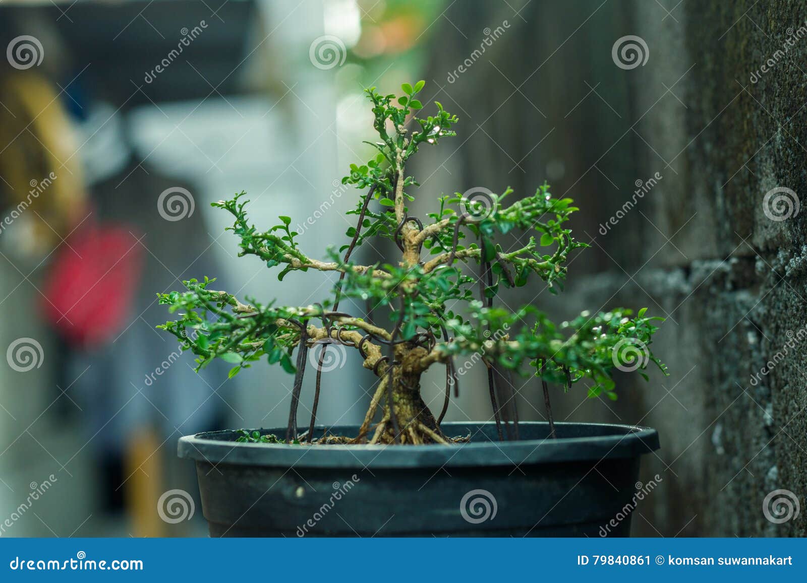 China box tree stock image. Image of smalltree, blackgroundblur - 79840861