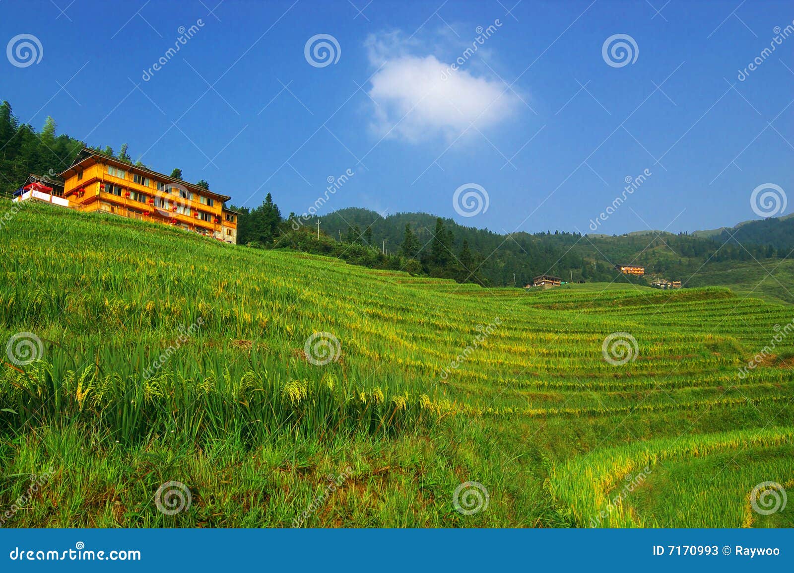 China Countryside Field Landscape Stock Image - Image of agriculture ...