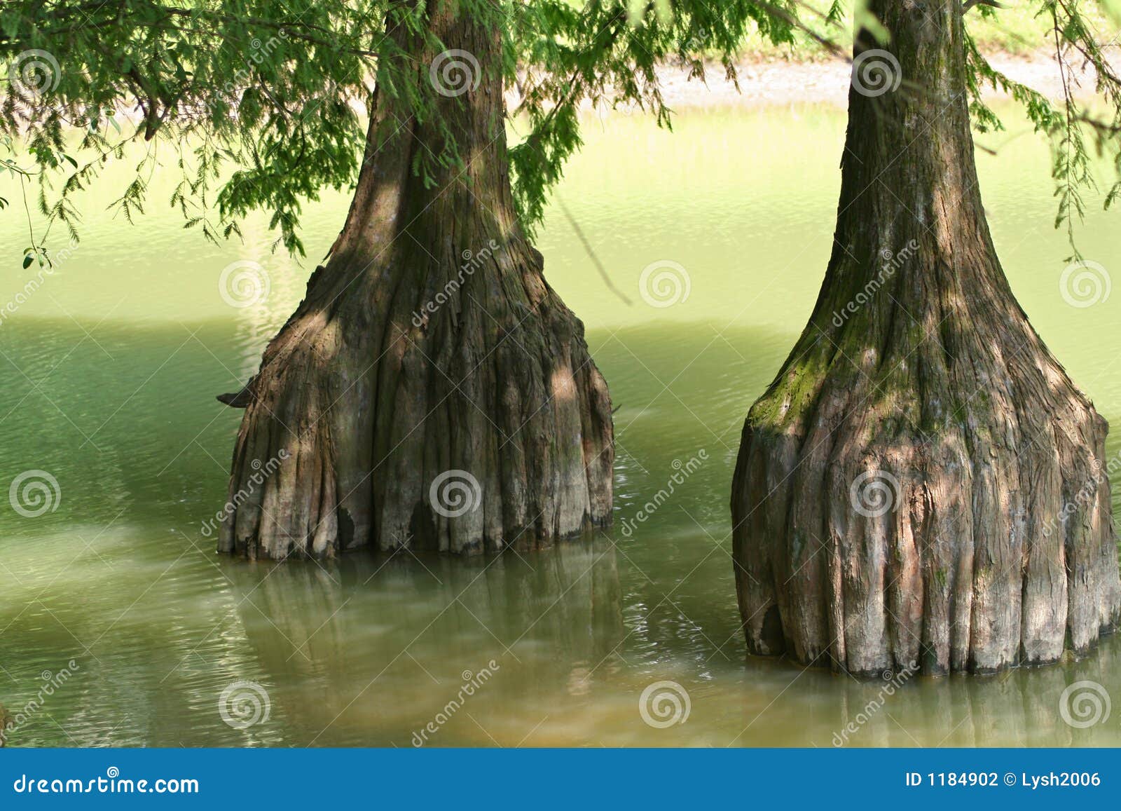 China cypress stock photo. Image of china, botany, root - 1184902