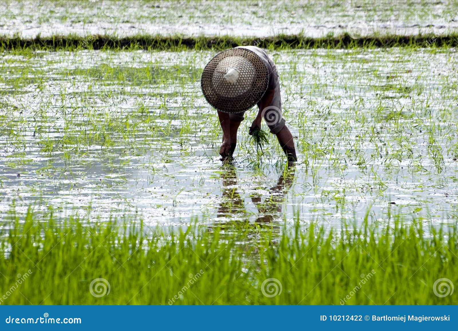Intensive Subsistence Agriculture Wet Rice Dominant