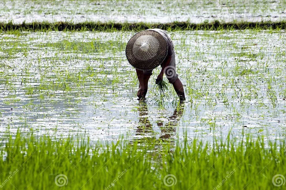 China - Farmer in Rice Field Stock Photo - Image of green, reflection ...