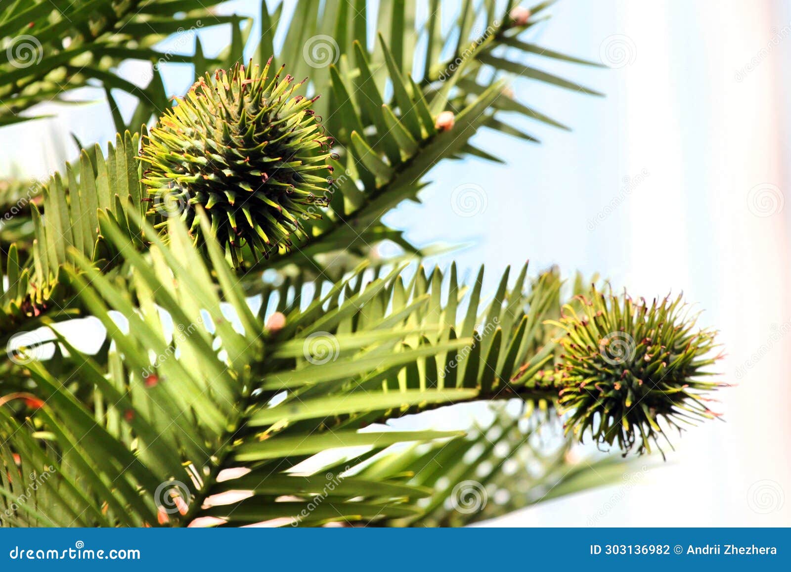 China Fir, or Cunninghamia Tree in a Forest Stock Photo - Image of ...