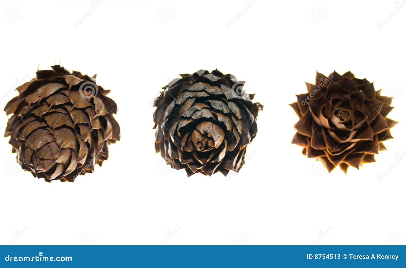 China Fir Cones